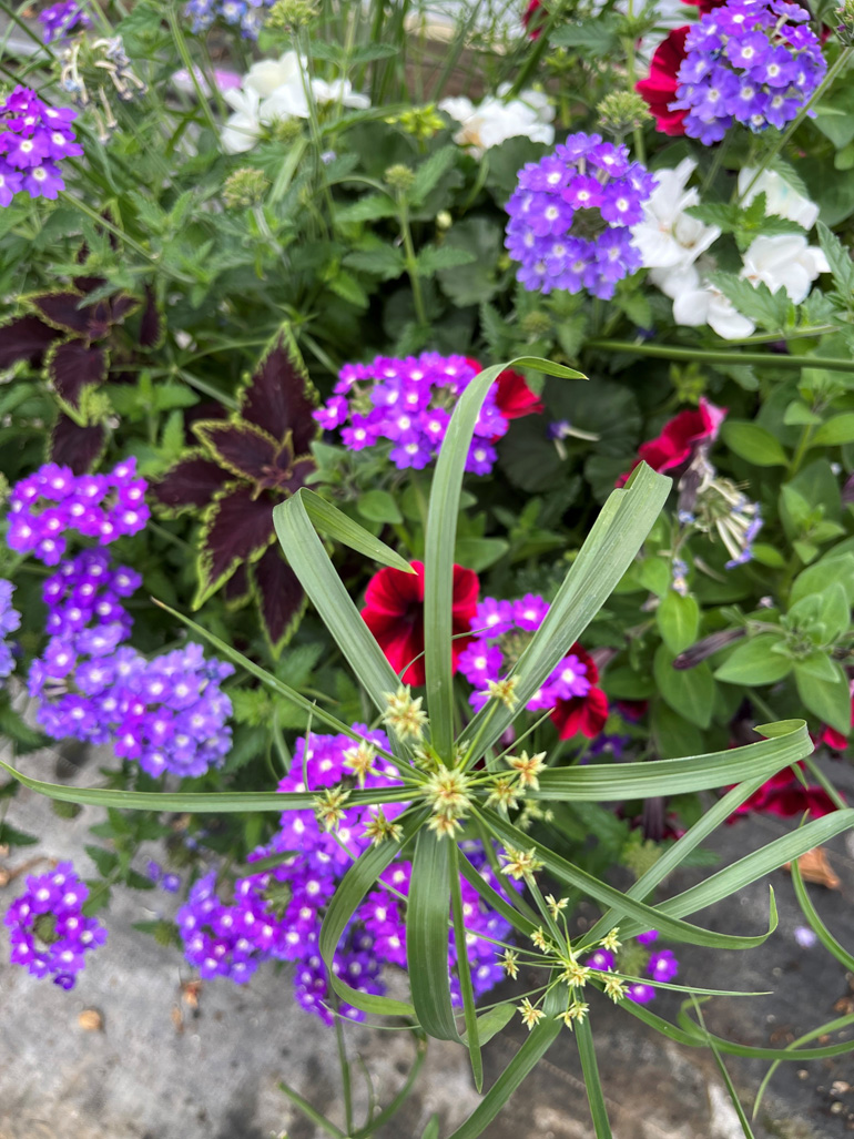 Pacific Northwest Porch Perfection: Container Gardening Hacks for Small ...